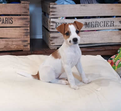 DOG FAMILY - Auldtoby Kennels